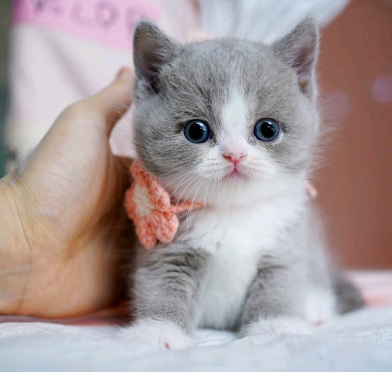 Munchkin Cats For Sale | Munchkin Kittens For Sale