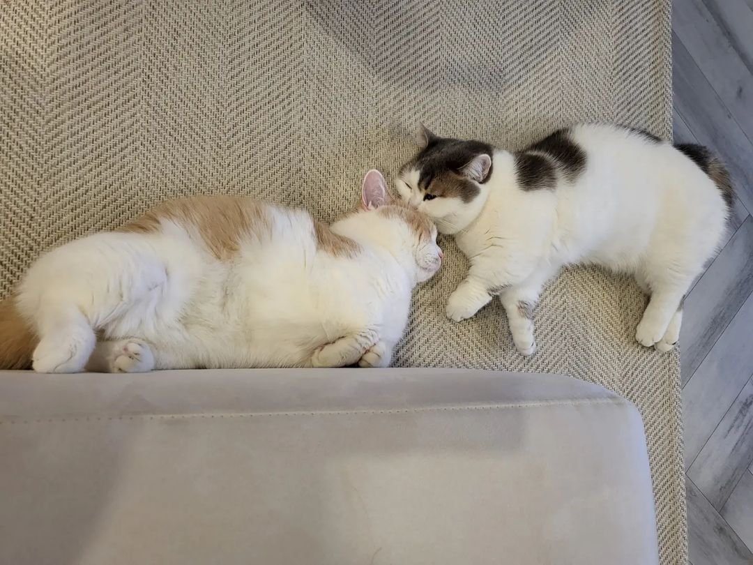 Munchkin Land Home - Munchkin Kitten